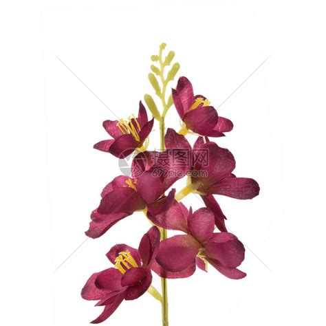 在白色背景上隔离的彩色人造花高清图片下载 正版图片504055937 摄图网
