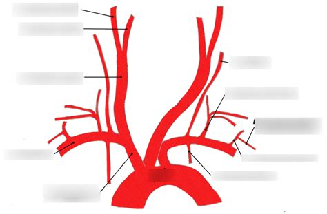 Neck Vessels Diagram Quizlet