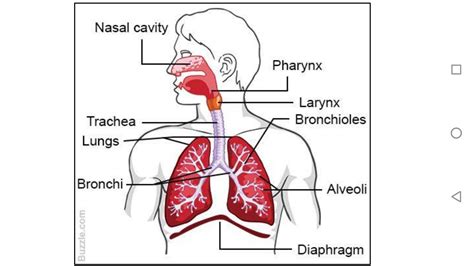 Respiratory System Diagram Easy NBKomputer