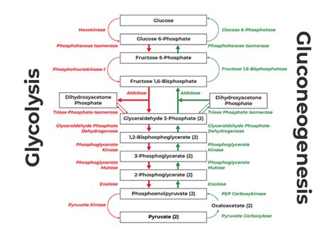Gluconeogenesis Pathway Significance Regulation And FAQs