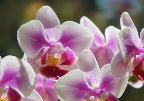Cómo cuidar una orquídea Phalaenopsis