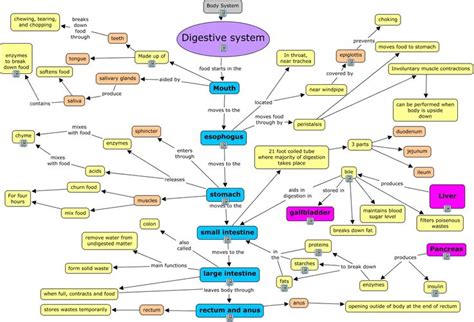 Digestive System Digestive System Anatomy Human Digestive System