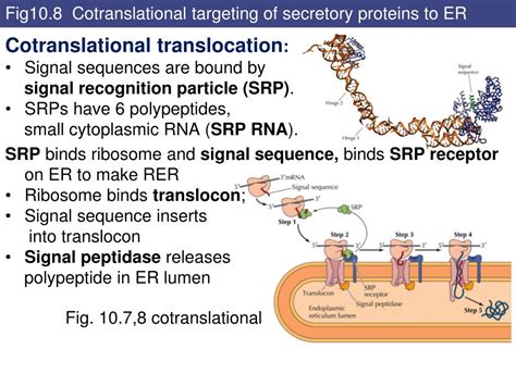 PPT 10 Protein Sorting And Transport PowerPoint Presentation Free