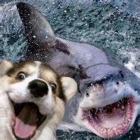 Pyrender Importerror Unable To Load Egl Library Egl Cannot Open