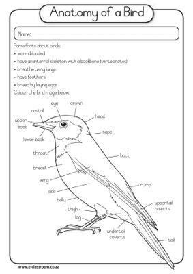 Birds Worksheet For Grade