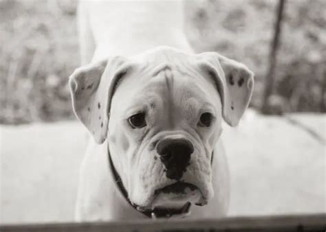Deportista Loter A Acercarse Carta De Despedida A Mi Perro Que Murio