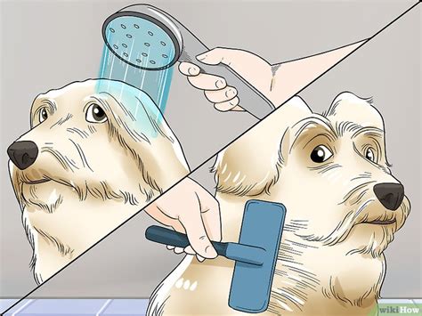 Como Tosar Seu Cachorro Passos Imagens