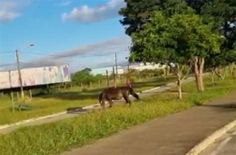Conquista Perigo na Avenida Olívia Flores veja vídeo Blog do