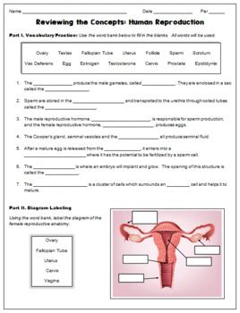 Human Reproductive System Worksheets