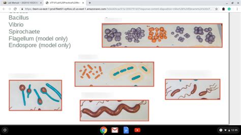 Lab Practical Diagram Quizlet