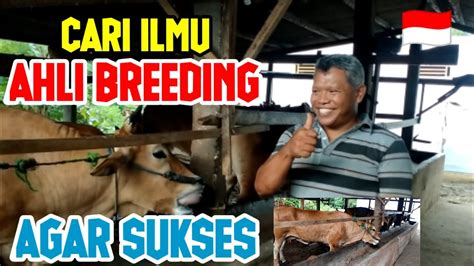 CARA SUKSES TERNAK SAPI BREEDING AGAR HASIL DARI 1 INDUKAN JADI PULUHAN