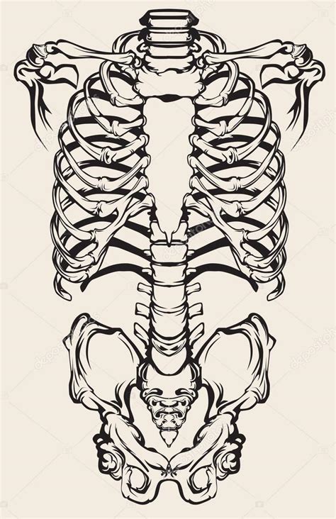 Esqueleto Humano Vector De Stock Por Sntk
