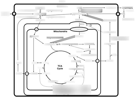 Metabolism Diagram Diagram Quizlet