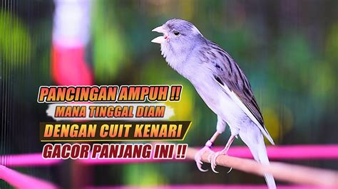 Pancingan Kenari Gacor Cuit Cuit Ngeroll Ampuh Pancing Kenari Jarang