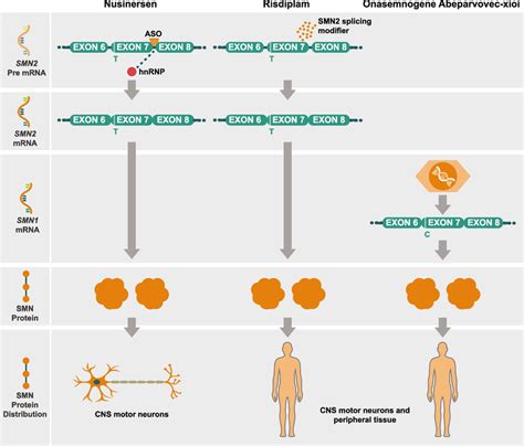 SMN Correcting Therapy Mechanism Of Action The Antisense
