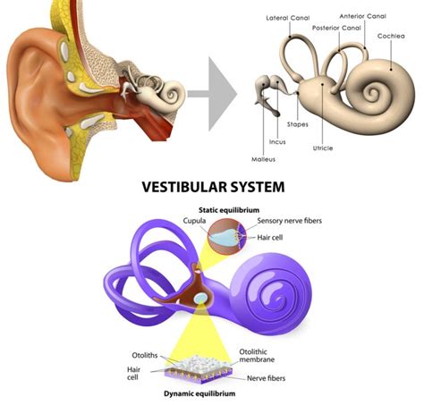 Vestibular System Otolaryngology Specialists Of North Texas