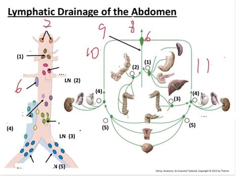 Lecture The Innervation Venous And Lymphatic Drainage Of The