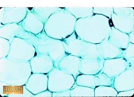 Histology Practical Connective Tissue Proper