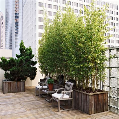 Quelle plante pour cacher le vis à vis dun balcon 10 idées pour le