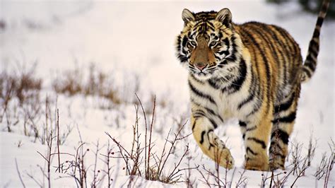 Strange Snow Tiger X Wallpaper Teahub Io