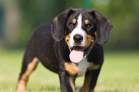 Alle Sennenhund Rassen Arten Mit Bildern Infos