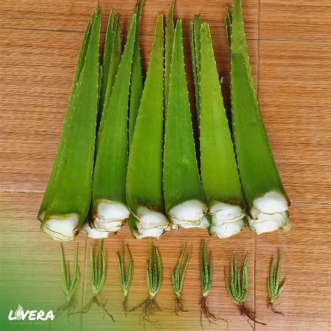 Jual Bibit Tanaman Pelepah Gel Lidah Buaya Jumbo Shopee Indonesia