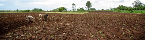 On Farm Livelihood Diversification For Rural Ethiopia Nuru International