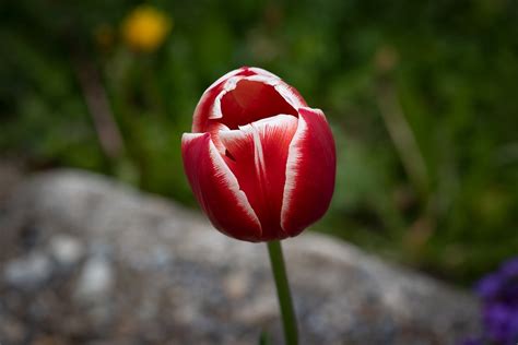 Tulpe Blume Blüte Kostenloses Foto auf Pixabay