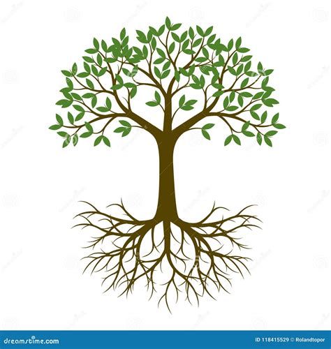 Tree Root Logo Vector Illustrations CartoonDealer 142489996