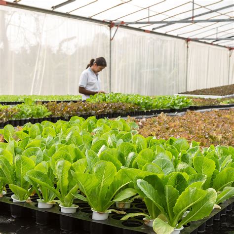Qué es la hidroponía o cómo cultivar sin tierra