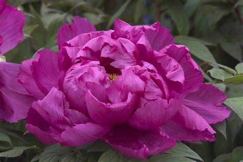 Beautiful Varieties Of Peony