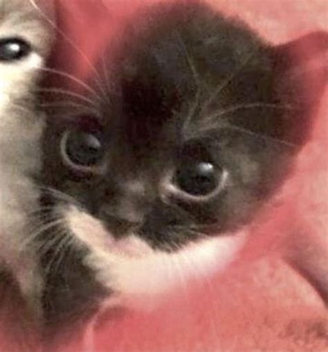 Pin En Silly Cats