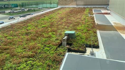 Exploring The Different Types Of Sedum And Its Benefits For Green Roofs