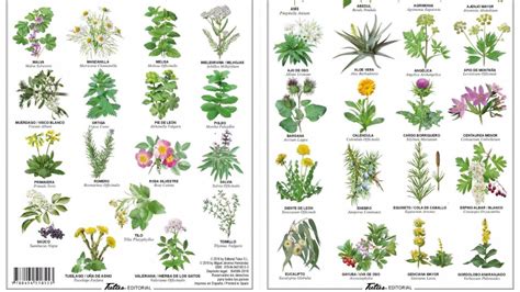 Las 15 Mejores Plantas Medicinales Usos Y Efectos Naturales