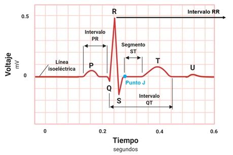 Estudio de la actividad eléctrica del corazón Fundamentos biofísicos