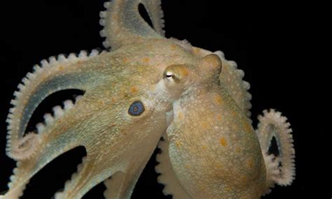 Los pulpos calamares y jibias modifican su material genético para