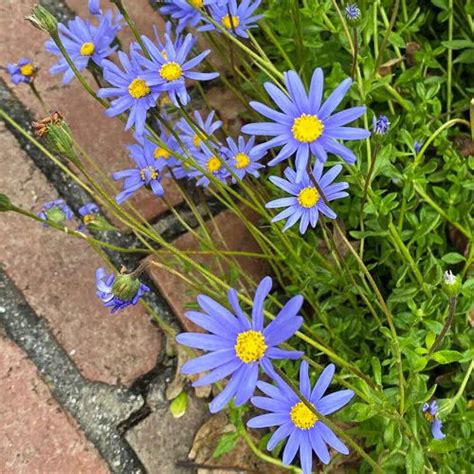 11 Best Blue And Yellow Flowers Balcony Garden Web