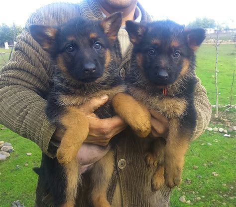 Cachorros Pastor Alemán 125 000 en Mercado Libre