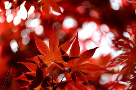 Red Ⅰ by ruuki ID4391234 写真共有サイト PHOTOHITO