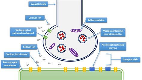 Synapses Tadpoles
