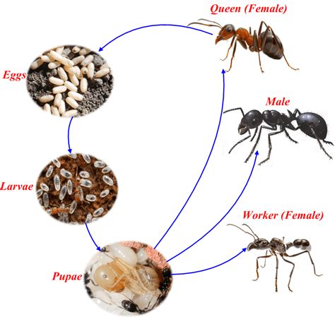 ant colony optimization aco algorithm to solve numericcal optimization problem transpire online