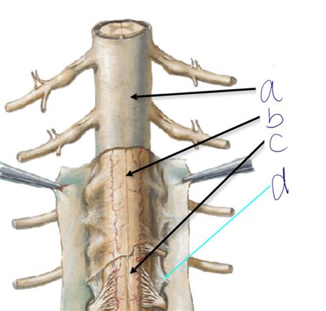 Intro To Pns Spinal Cord And Spinal Nerve Flashcards Quizlet