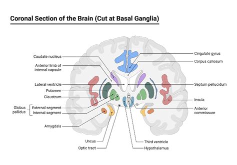 Coronal Section Of The Brain Cut At Basal Ganglia Dynamic Shapes