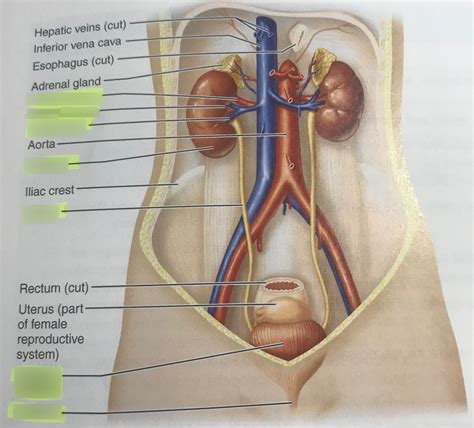 Urinary System Lab Quiz Part 1 Diagram Quizlet