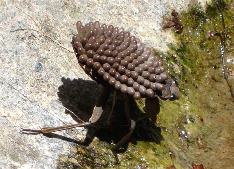 Top 10 de insectos más feos del mundo Parte 1
