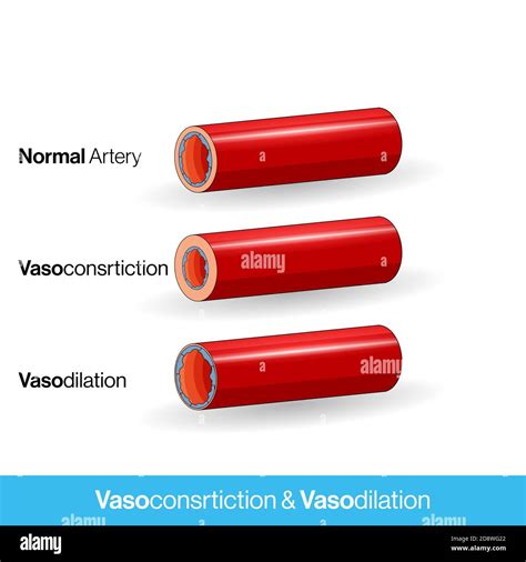 Blood Vessels Or Capillaries Or Artery Showing Vasoconstriction And