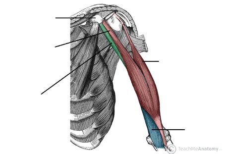 Tsm Muscles Of The Upper Arm Diagram Quizlet