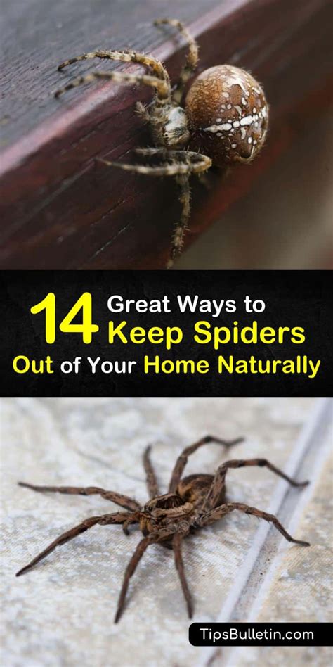 14 Great Ways To Keep Spiders Out Of Your Home Naturally