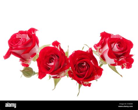 Red Rose Flower Bouquet Isolated On White Background Cutout Stock Photo