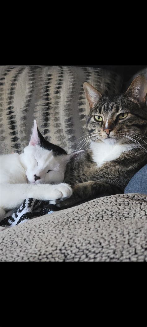 Best R Catpictures Images On Pholder Parents Don T Like Coming